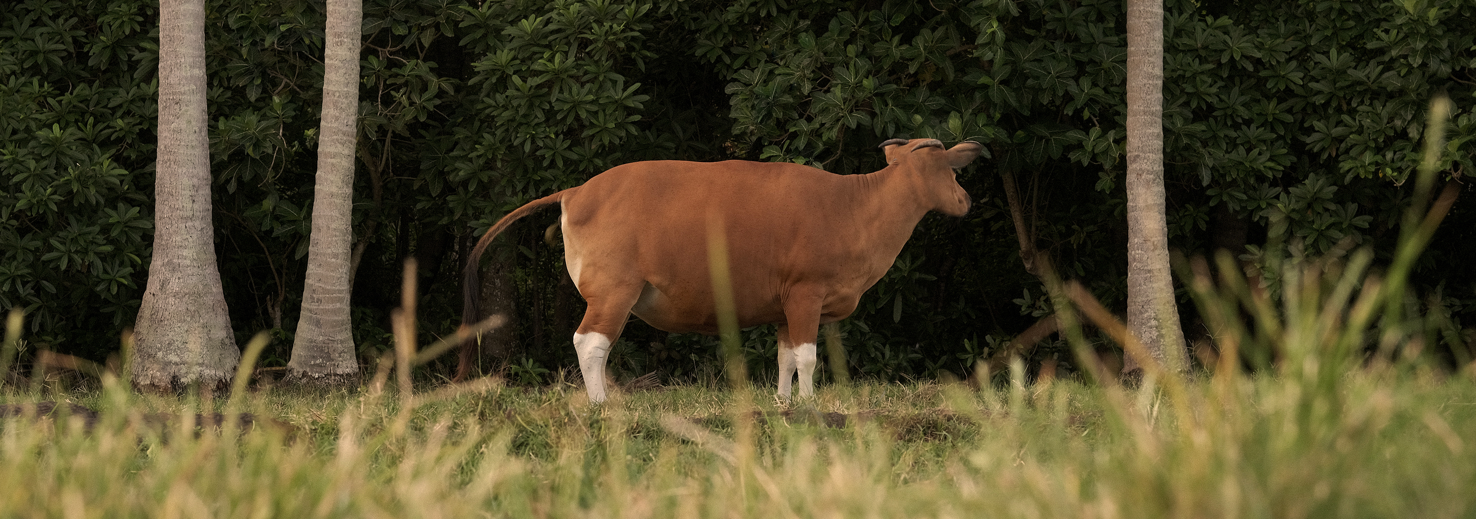 Bali Forages | Whole Food Nutrition