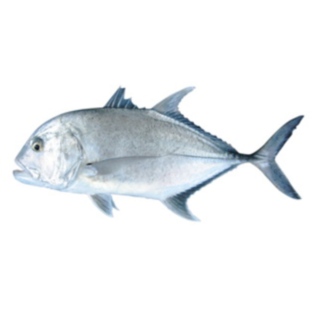 FISHING COMBOS BY SPECIES – Otto's Tackle World