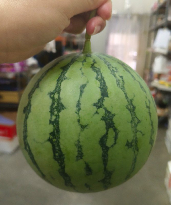 TW | Japanese Breed Bing Tang Watermelon 1.2kg