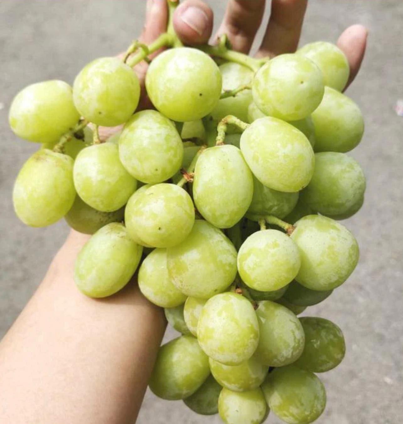 GG | Sweet Globe Seedless Grape1kg