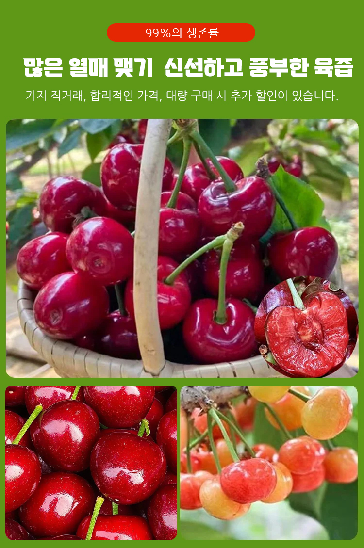 전수입 칠레산 체리 씨앗