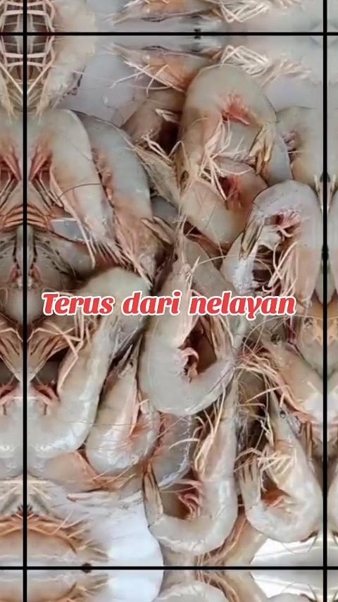 Freshness Lala Kepah Fresh Makanan Laut 啦啦 (500gm/pk) – GVI GroupBuy MALL