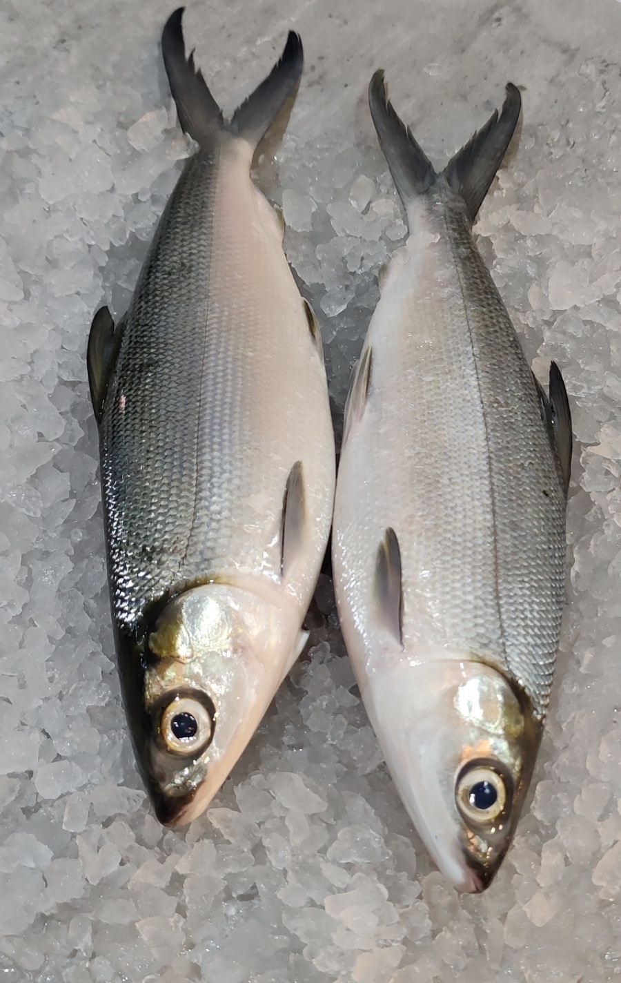 Fresh Milkfish 虱目鱼 (Bangus)