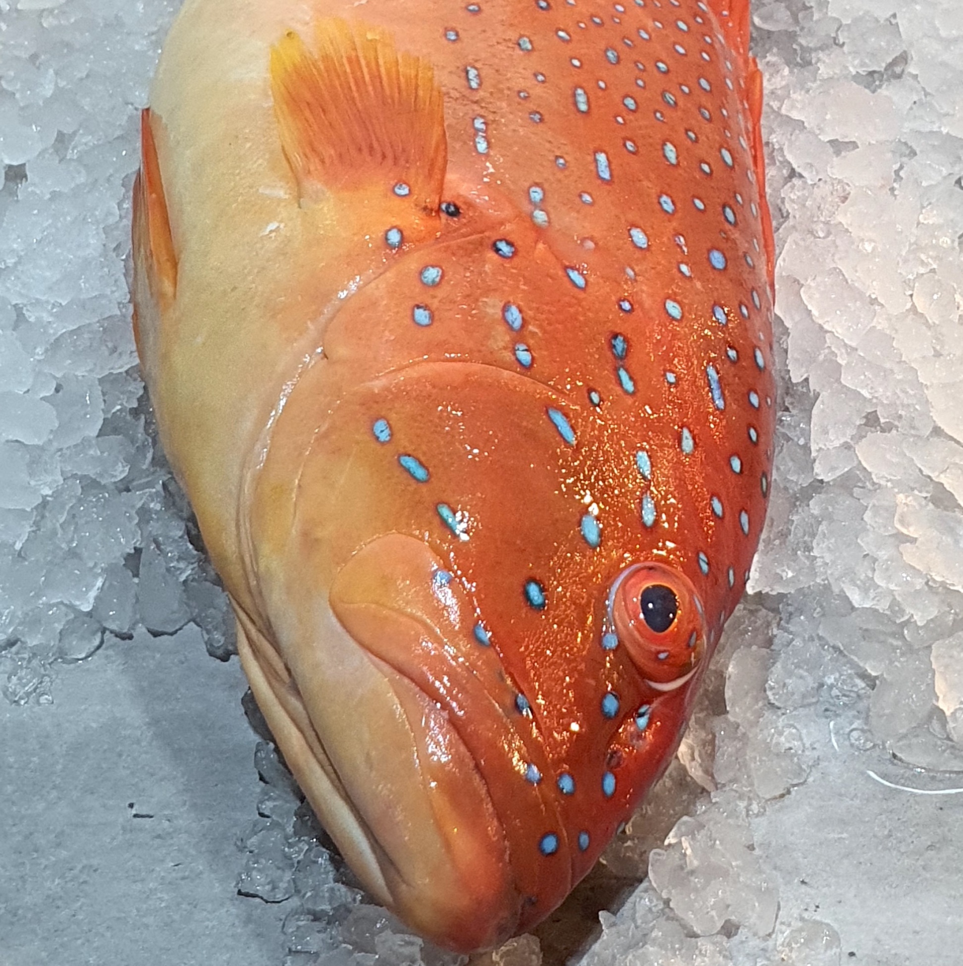 Red Grouper Fish Head