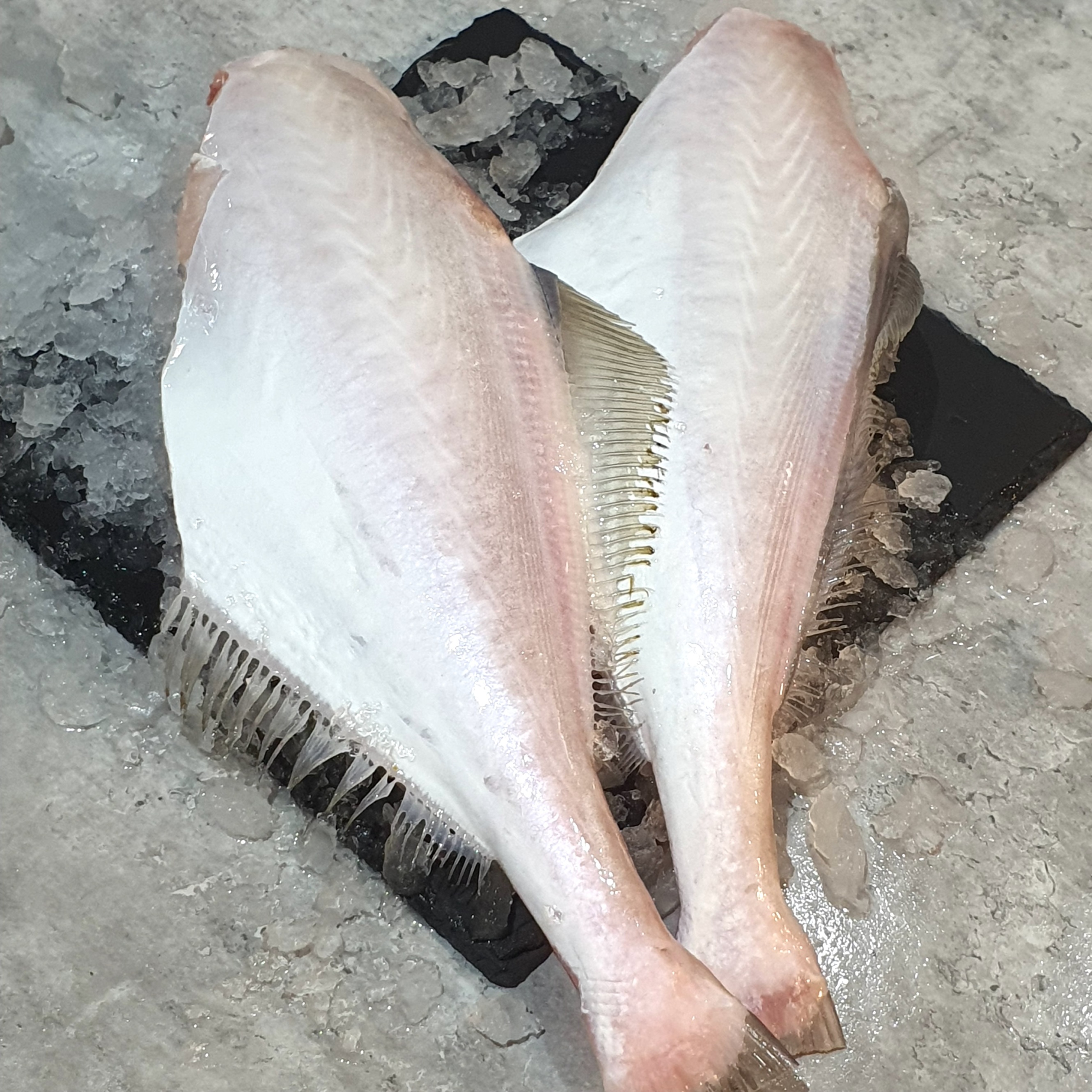 Leatherjacket Fish