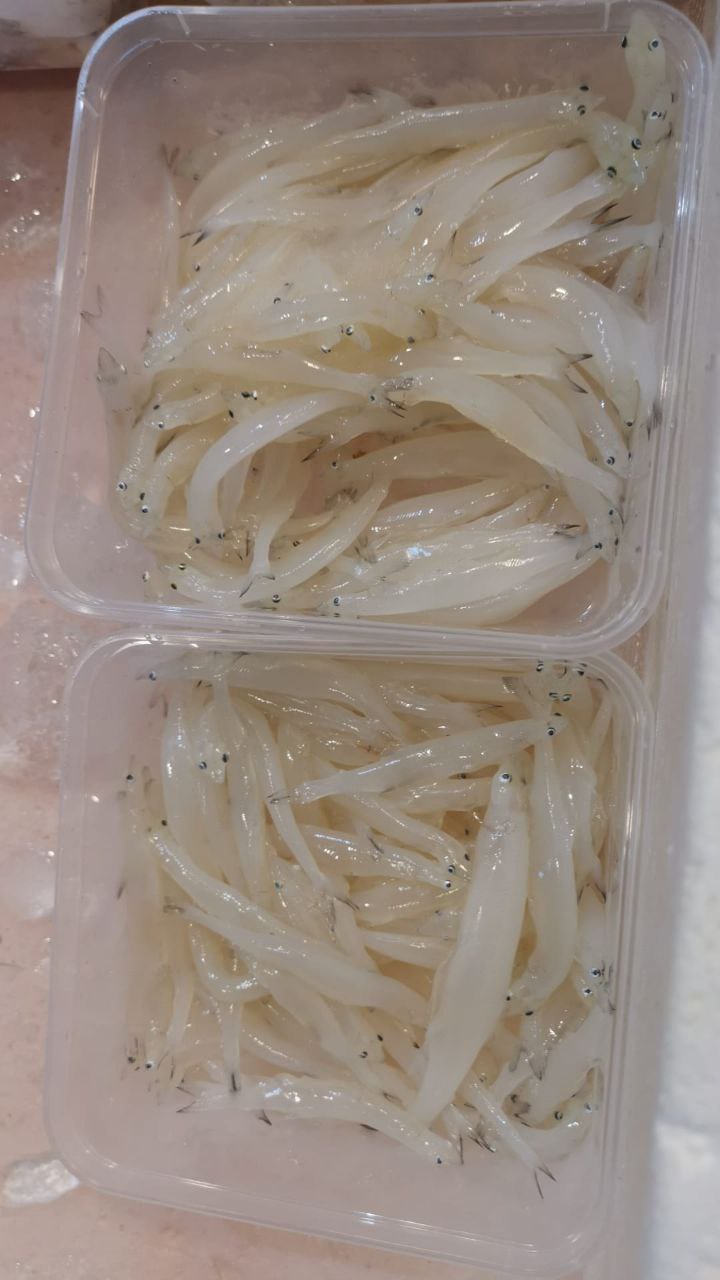 Premium Whitebait 银鱼