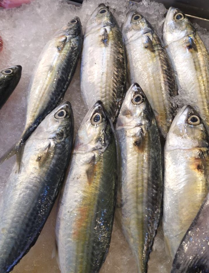 Indian Mackerel / Kembong Fish 甘望鱼