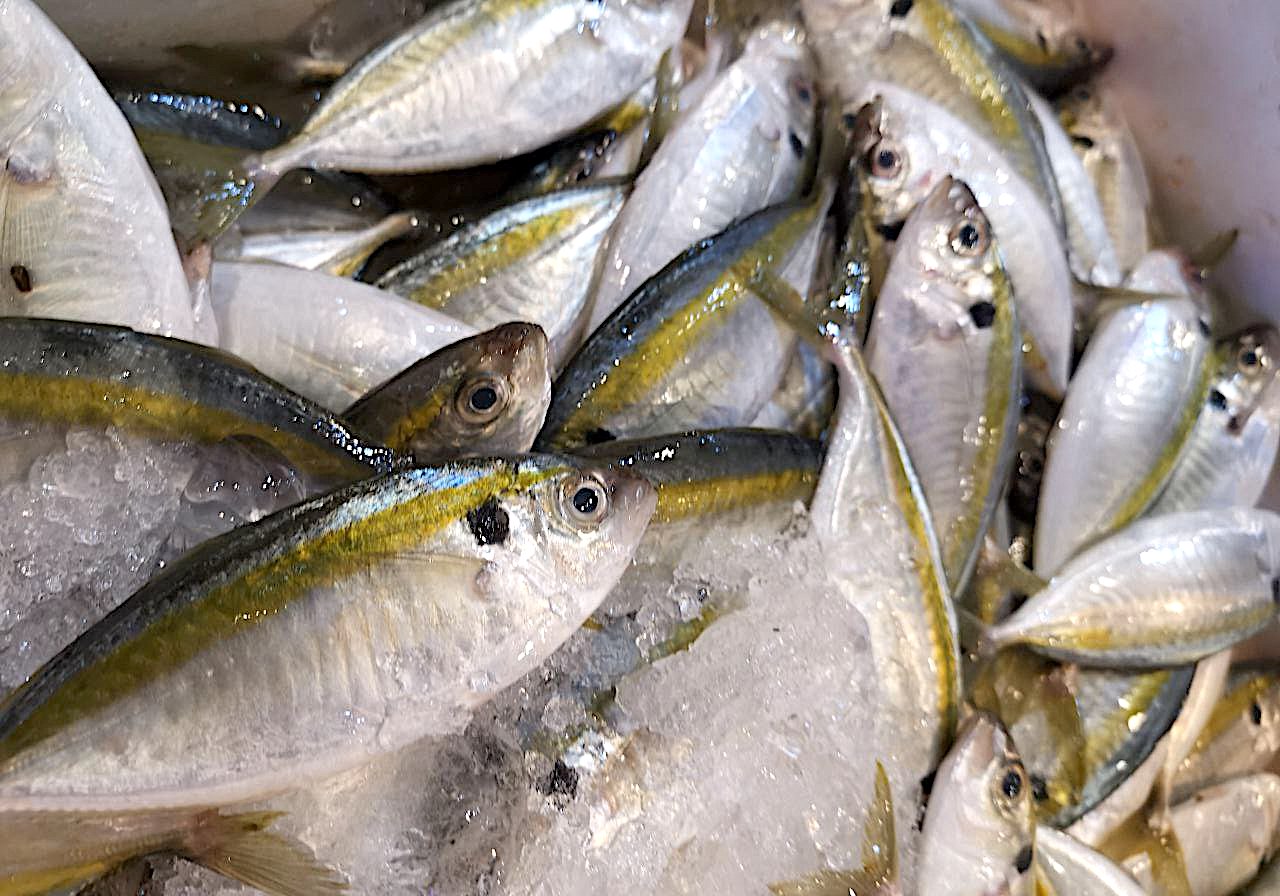 Kunning Fish 君令鱼
