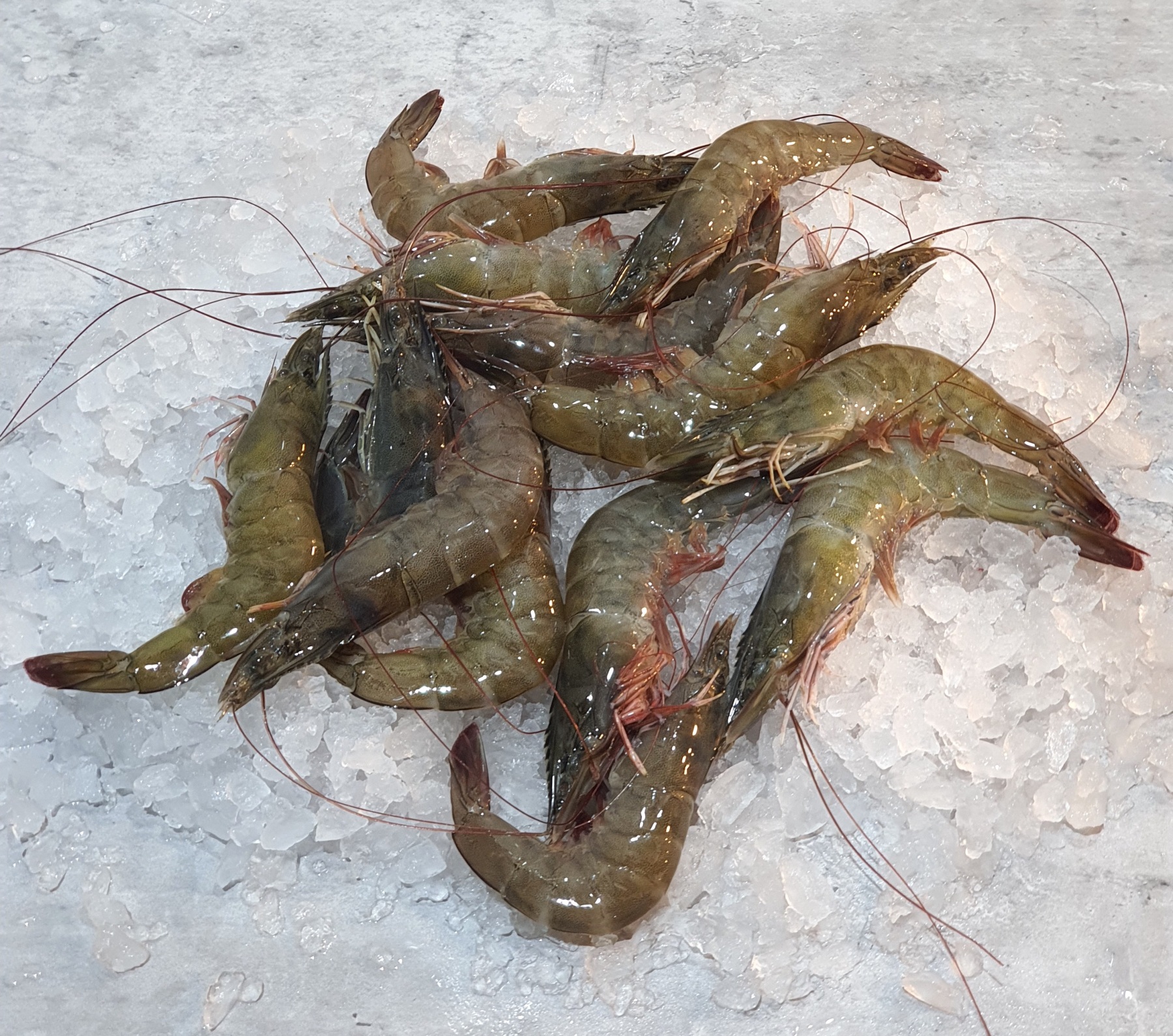 Buy Fresh Live Prawns in Singapore - VitaminSeafood