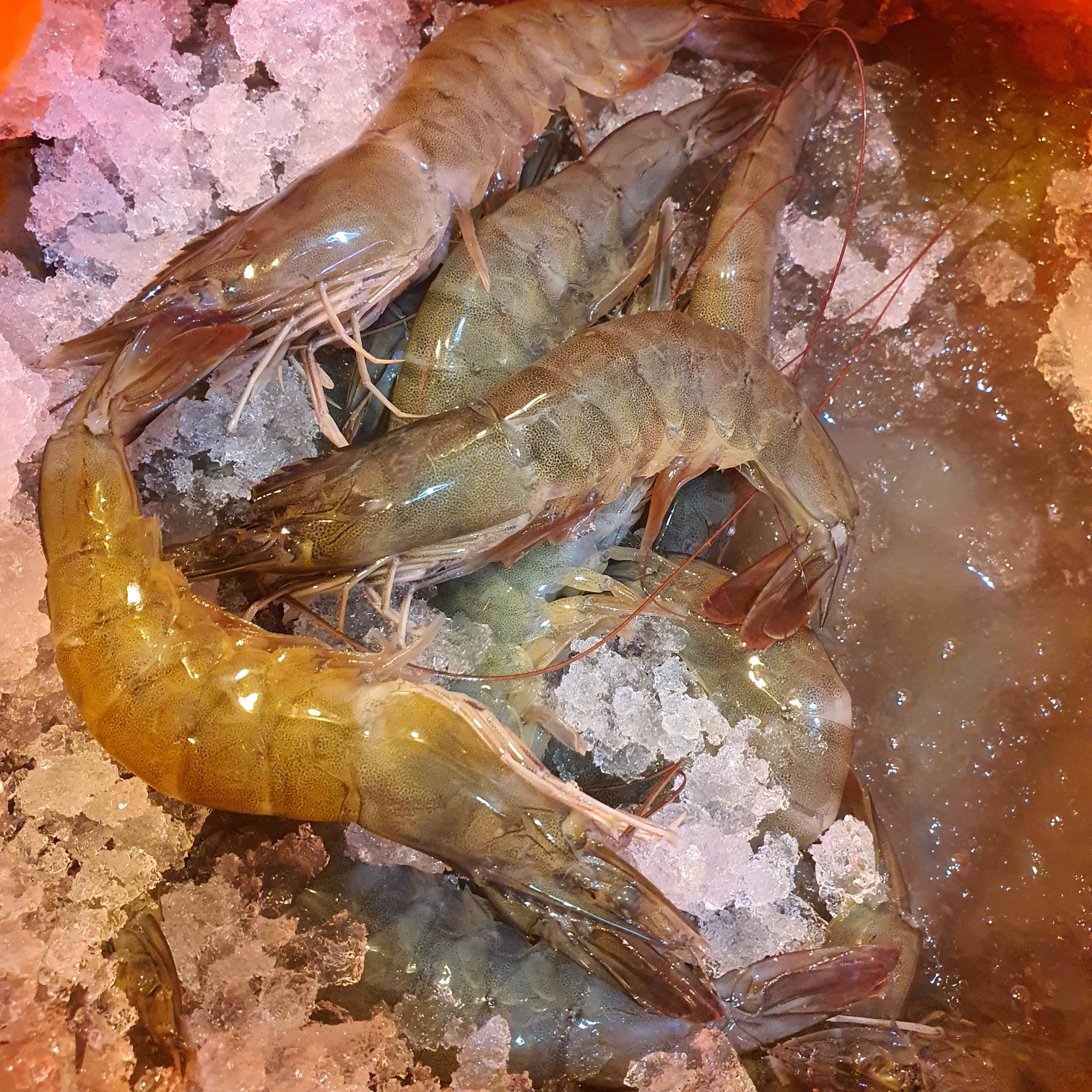 Buy Fresh Live Prawns in Singapore - VitaminSeafood
