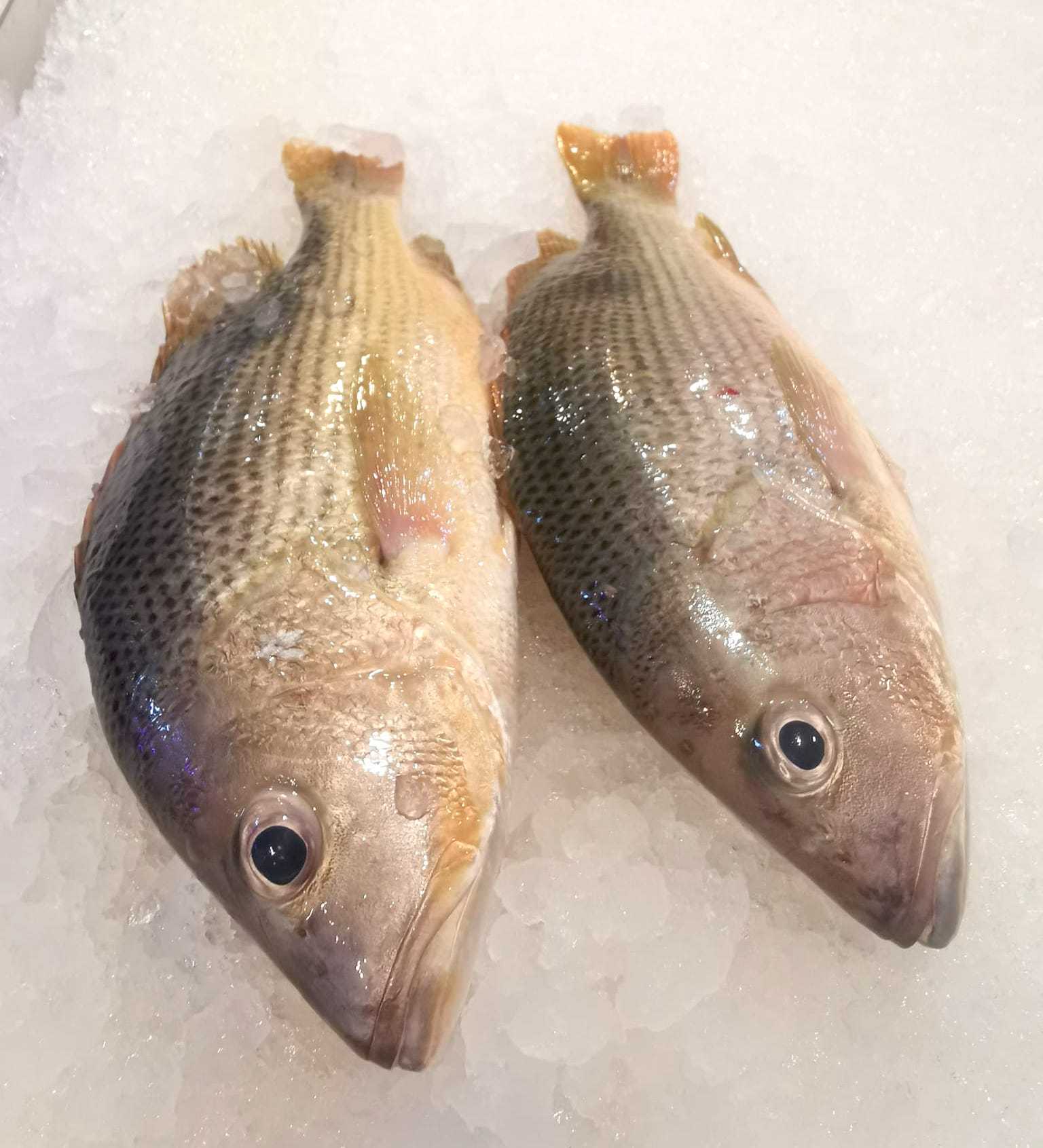Golden Snapper (Ang Zhor)