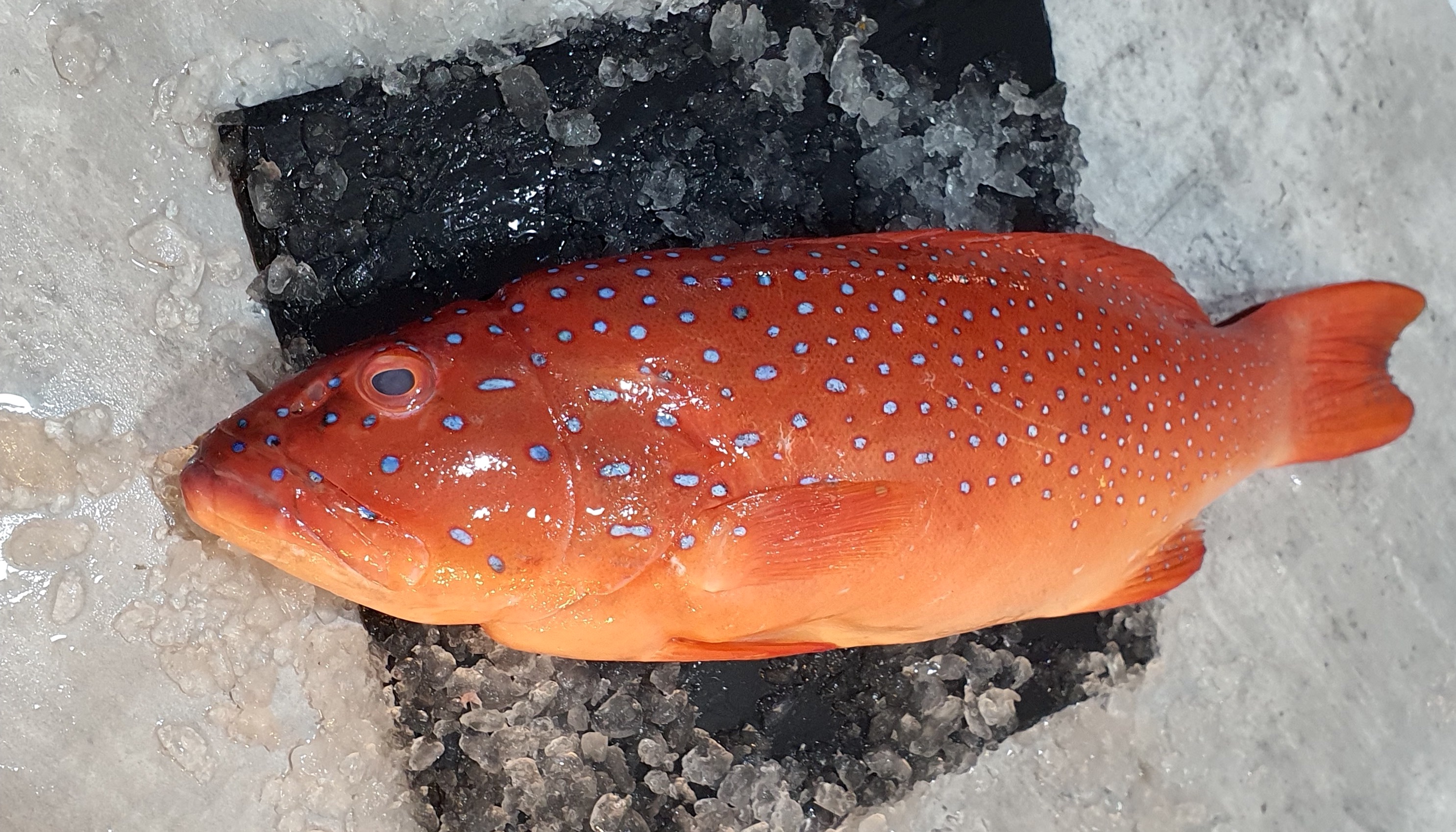 Wild Red Grouper Fillet (七星 /东星斑 ) | VitaminSeafood - VitaminSeafood
