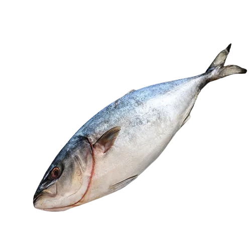 Live Chilled Ikejime Yellowtail Hamachi Fish 4-5kg