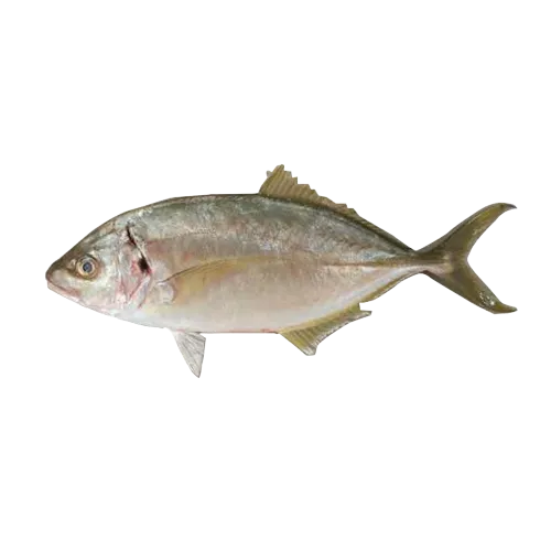 Live Chilled Ikejime Farmed Shima Aji (Striped Jack) 縞鰺
