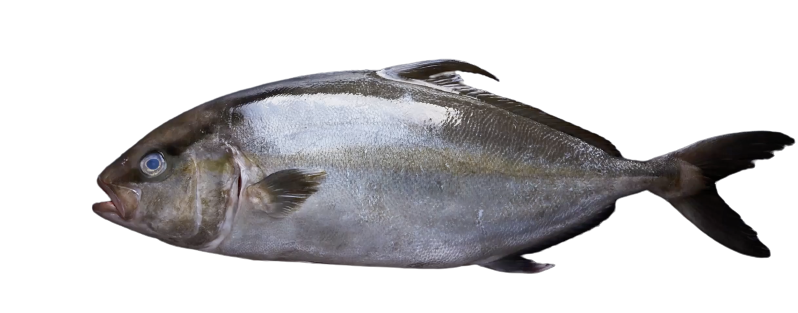 Live Chilled Ikejime Amberjack (Kanpachi)