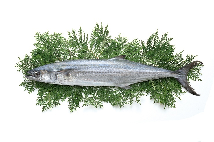 Fresh Chilled Japanese Spanish Mackerel (Sawara) 鰆魚